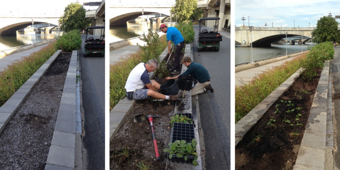 Check out the new native plants along the Banks! | Schuylkill Banks